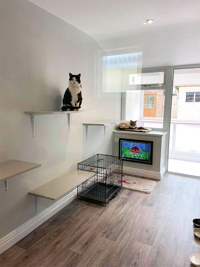 The Eucalyptus Luxury Cat Suites at The Grove Cat Hotel
