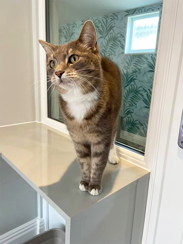 The Eucalyptus Luxury Cat Suites at The Grove Cat Hotel
