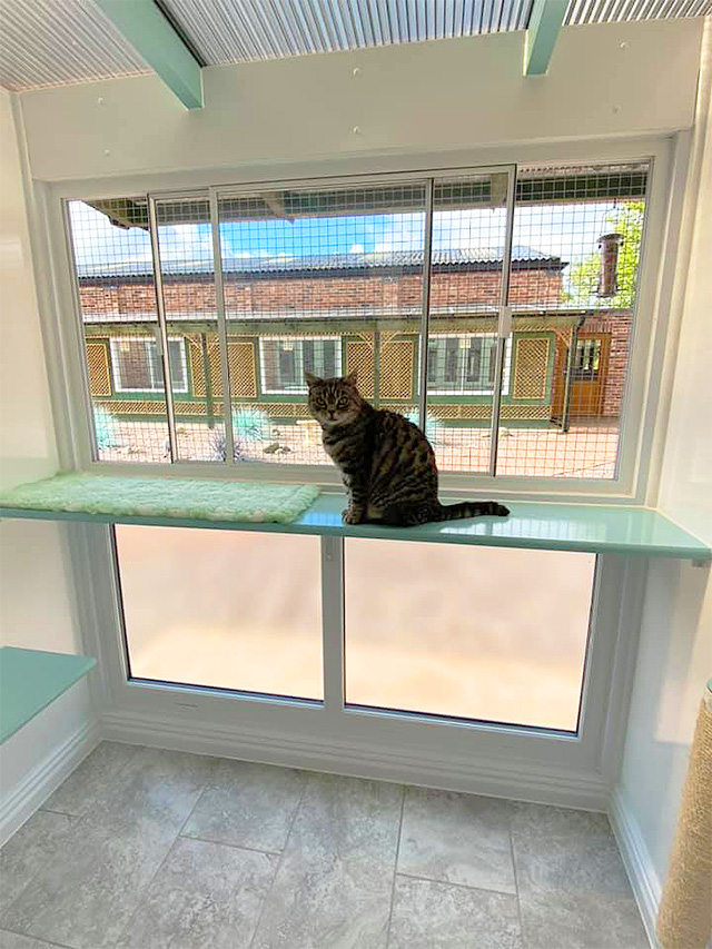 The Eucalyptus Luxury Cat Suites at The Grove Cat Hotel