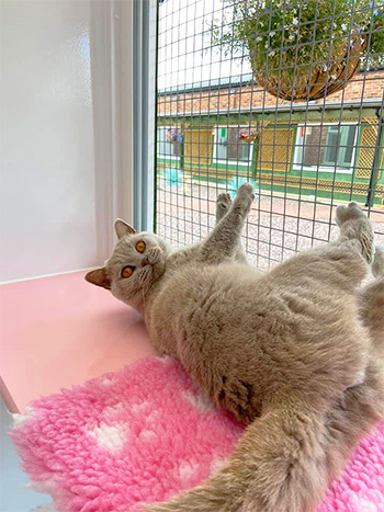 The Eucalyptus Luxury Cat Suites at The Grove Cat Hotel