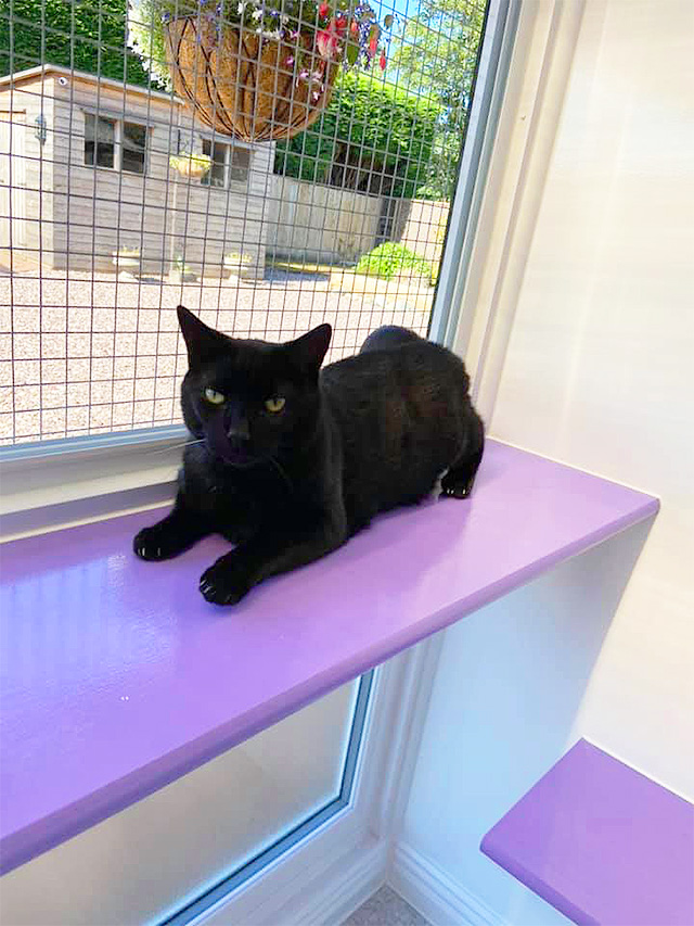 The Eucalyptus Luxury Cat Suites at The Grove Cat Hotel