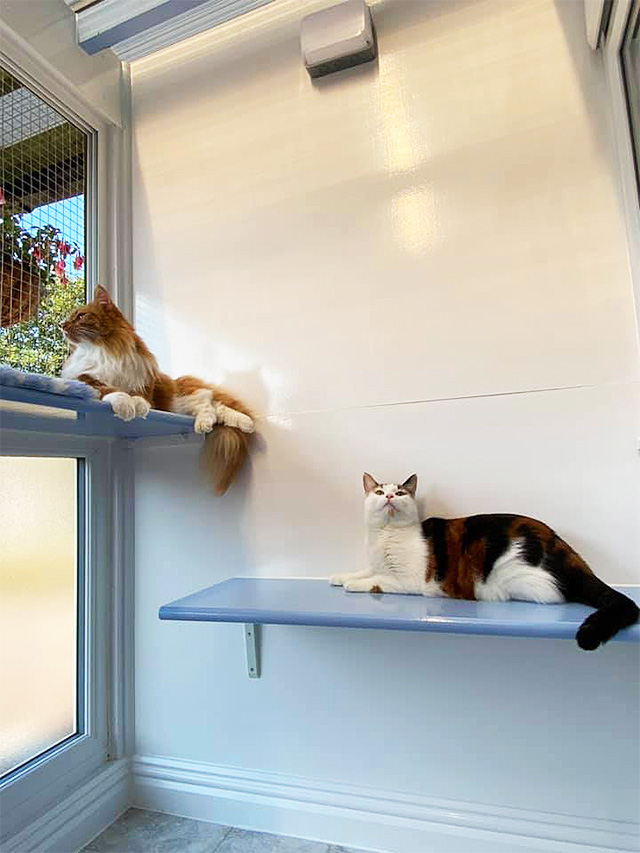 The Eucalyptus Luxury Cat Suites at The Grove Cat Hotel
