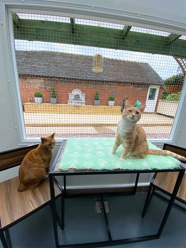 The Grove Cat Hotel in Lichfield, Staffordshire