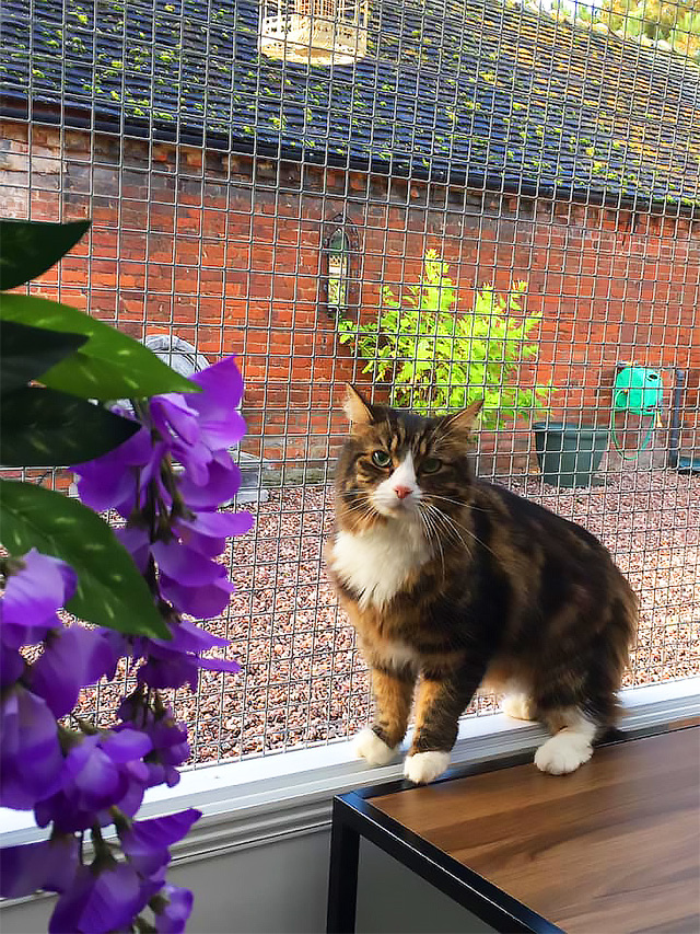 About Our Luxury Cat Suites at Grove Cat Hotel in Lichfield, Staffordshire
