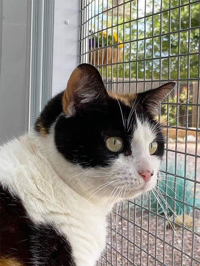 About Our Luxury Cat Suites at Grove Cat Hotel in Lichfield, Staffordshire